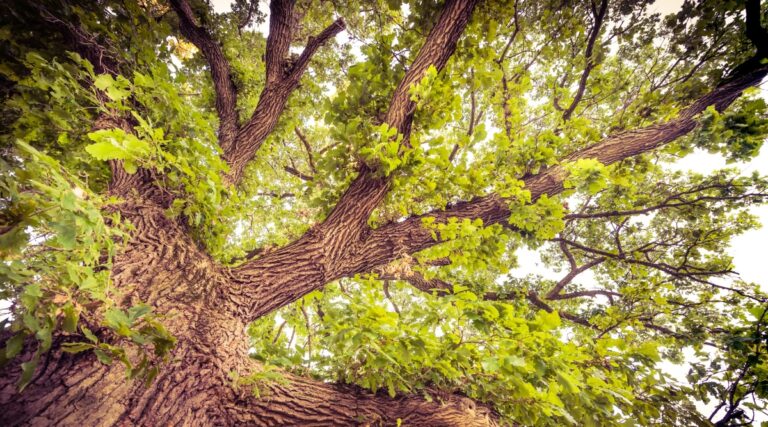 21 Oak Tree Varieties for Your Landscape