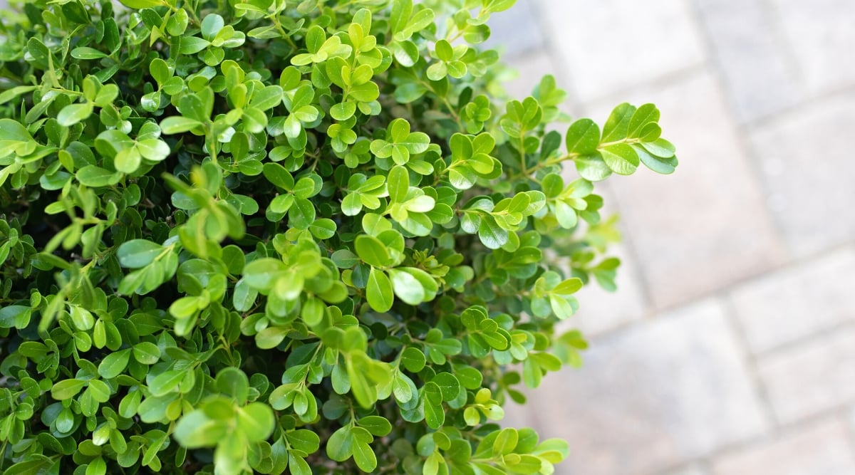 Boxwood Varieties Winter Gem Boxwood Shrubs For Sale At Arbor Day's