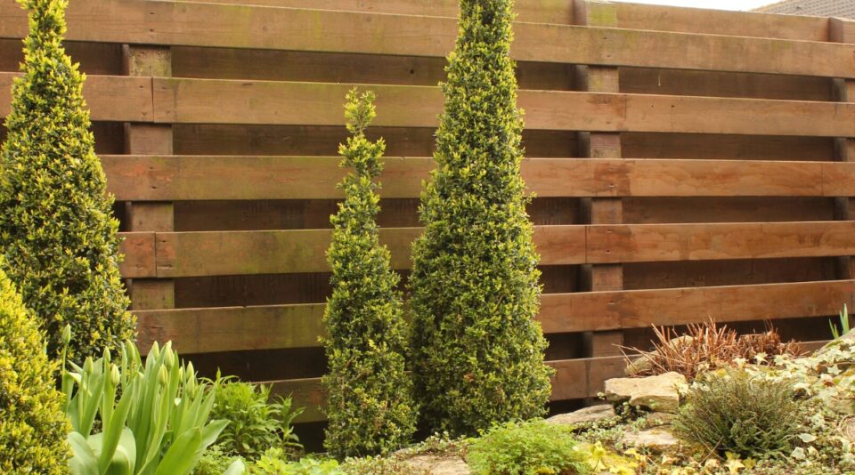 27 Varieties of Boxwood for Your Garden