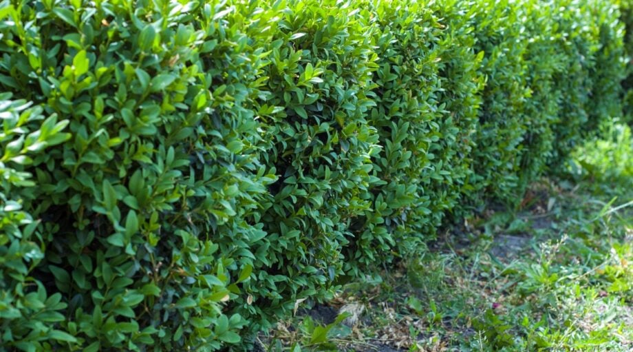 27 Varieties of Boxwood for Your Garden