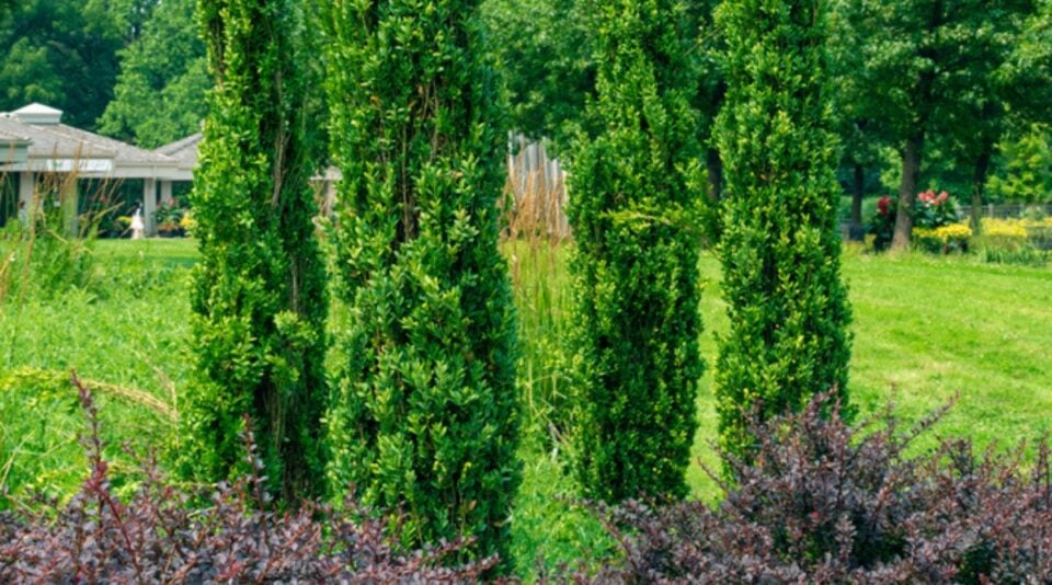 27 Varieties of Boxwood for Your Garden
