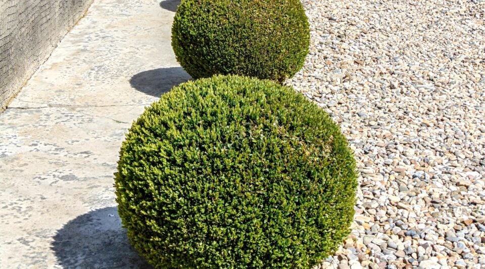 27 Varieties of Boxwood for Your Garden