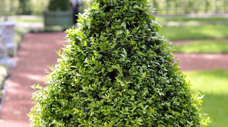27 Varieties of Boxwood for Your Garden