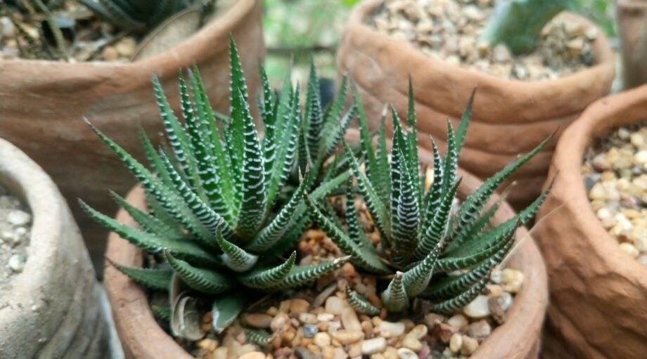 How to Plant, Grow, and Care for Variegated Tiger Aloe