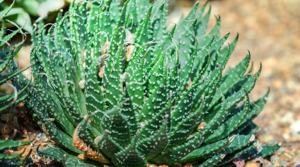 How to Plant, Grow, and Care for Minnie Belle Aloe