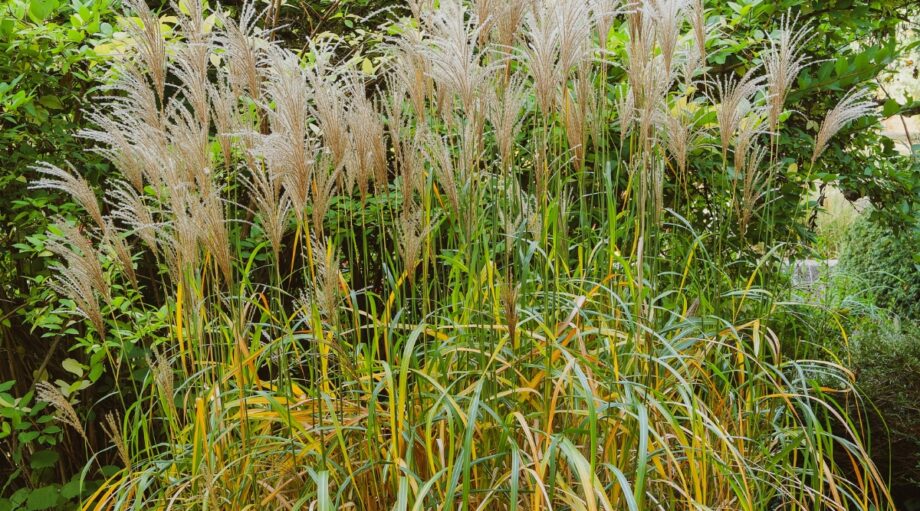 15 Perfect Plants for Hiding Unsightly Areas in the Garden