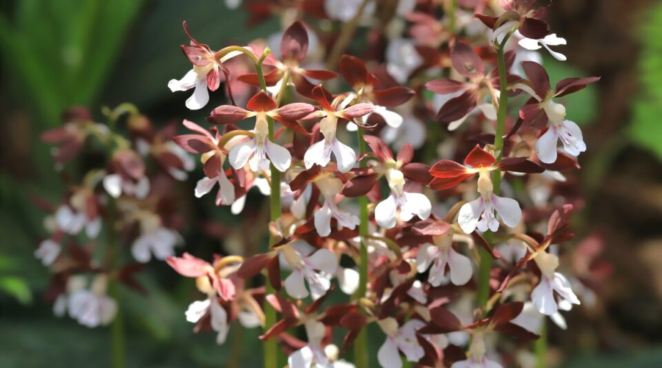 How to Plant, Grow, and Care for Calanthe Orchids