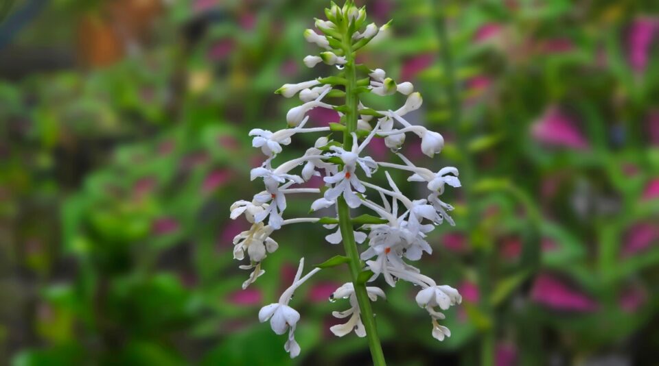 How to Plant, Grow, and Care for Calanthe Orchids