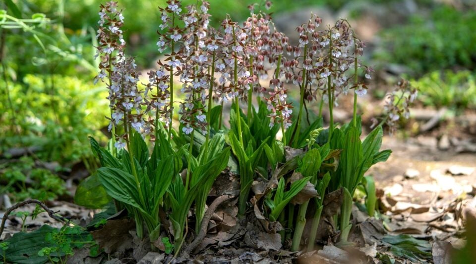 How to Plant, Grow, and Care for Calanthe Orchids – Nature's Gateway