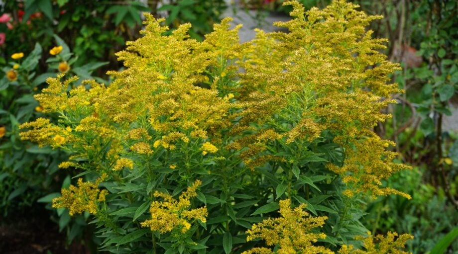 How to Plant, Grow, and Care For Goldenrod