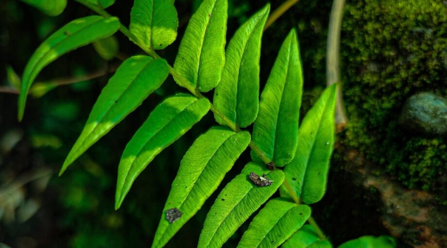 How to Plant, Grow, and Care for Christmas Ferns