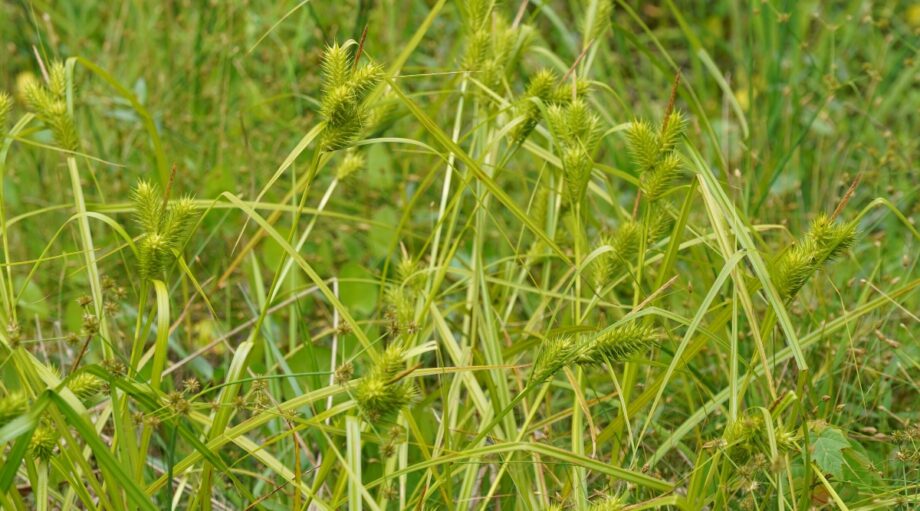 45 Ornamental Grasses Native to the United States