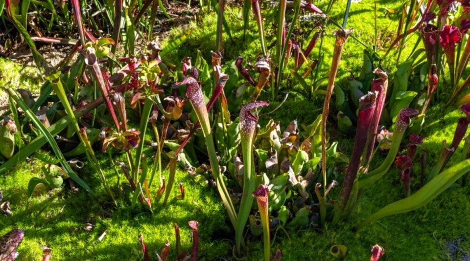 How to Plant, Grow, and Care for American Pitcher Plants