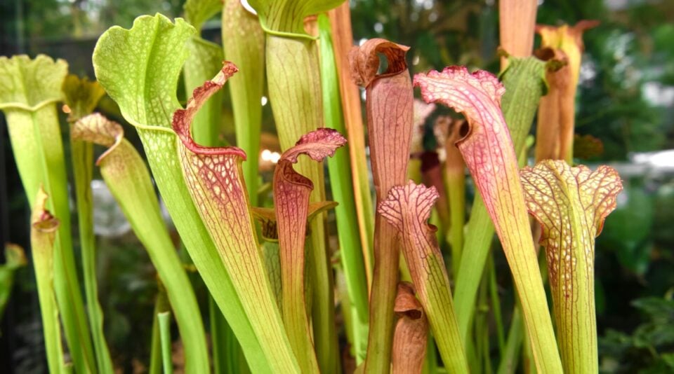 How to Plant, Grow, and Care for American Pitcher Plants