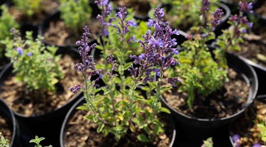 21 Best Perennials for Pots and Containers
