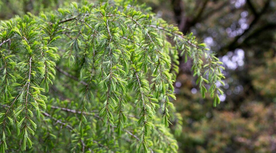 27 Best Evergreen Trees for Residential Landscapes