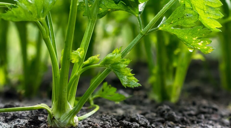 15 Vegetables to Start Seeding in February