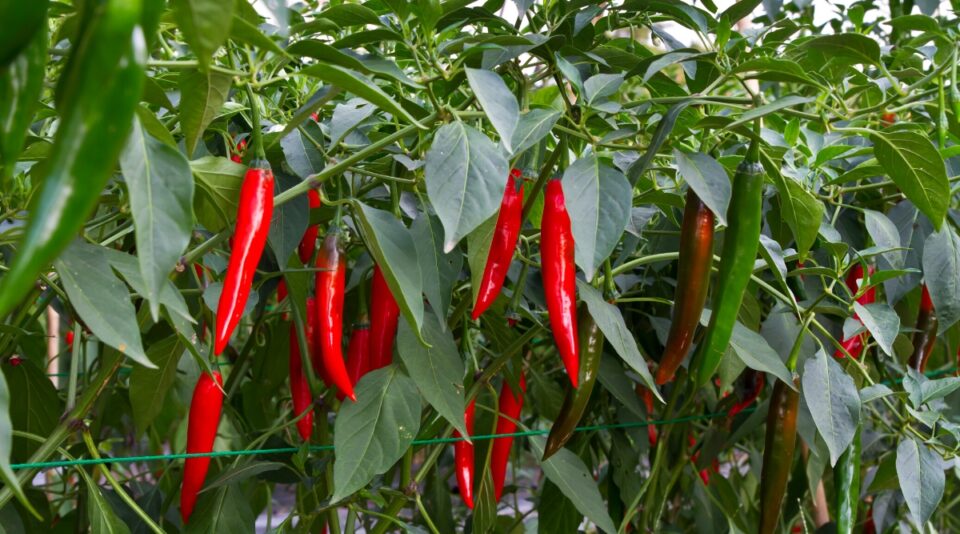 How to Plant, Grow, and Care for Jimmy Nardello Peppers