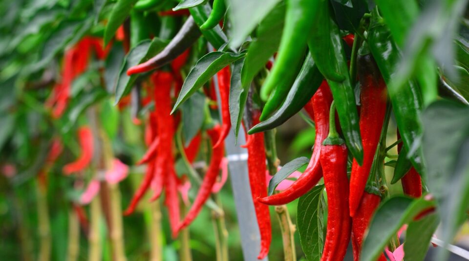27 Best Seeds to Start Indoors in Early Spring