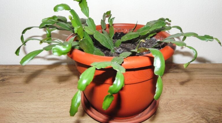 11 Signs It's Time to Repot Your Christmas Cactus
