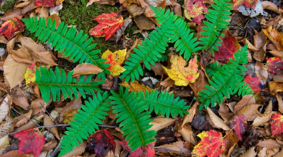 How to Plant, Grow, and Care for Christmas Ferns