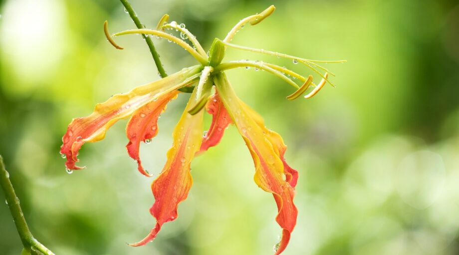 How to Plant, Grow, and Care for Turk's Cap Lilies