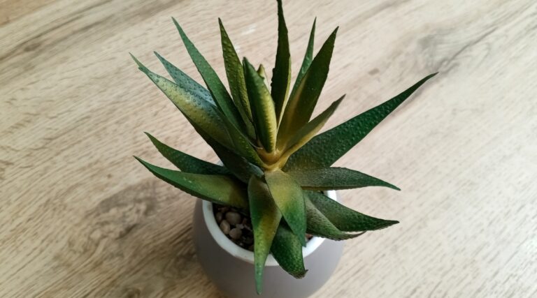 How to Plant, Grow, and Care for Variegated Tiger Aloe