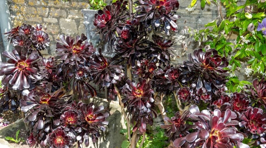 21 Moody Houseplants for an Indoor Goth Garden