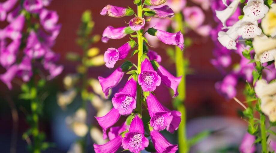 31 Best Flowers for Winter Sowing