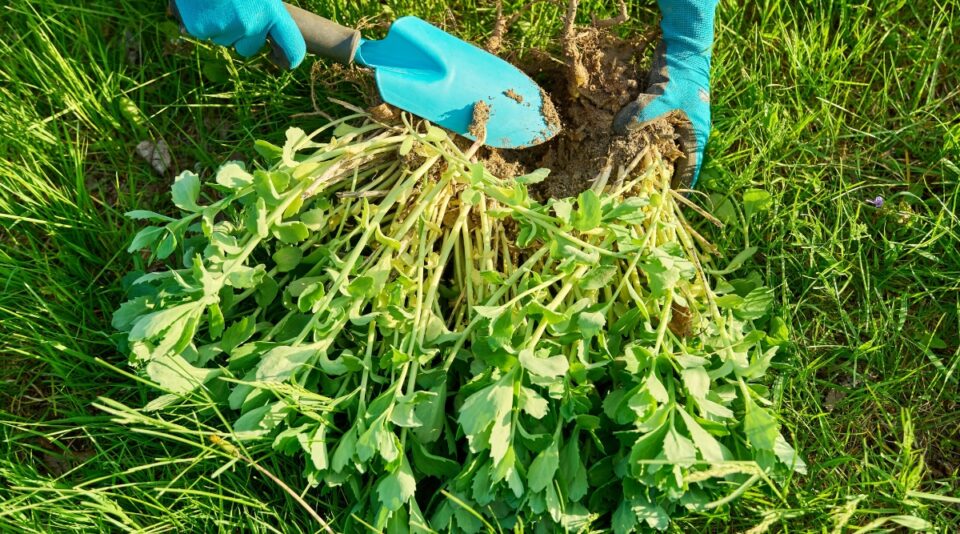 How to Plant, Grow, and Care for Hardy Geraniums