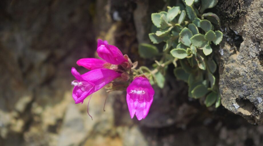 How to Plant, Grow, and Care for Penstemon