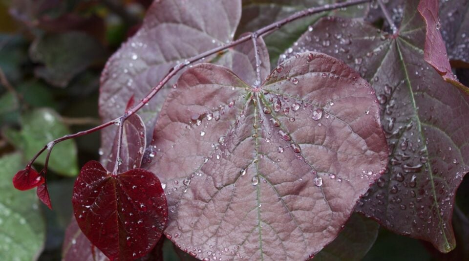 How to Plant, Grow, and Care for Redbud Trees
