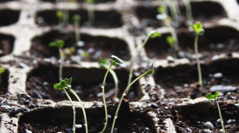27 Best Seeds to Start Indoors in Early Spring