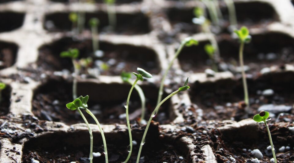 27 Best Seeds to Start Indoors in Early Spring