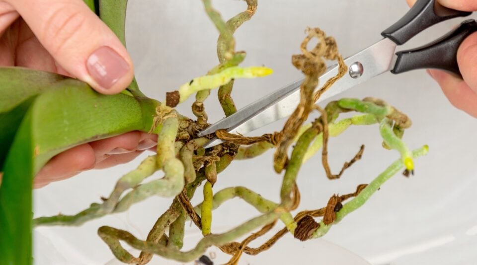 Should You Trim Dead Orchid Flowers?