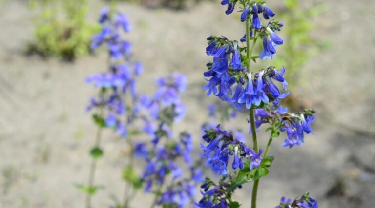 21 Beautiful Penstemon Varieties for Your Garden