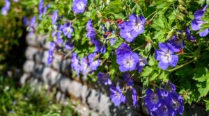 How to Plant, Grow, and Care for Hardy Geraniums