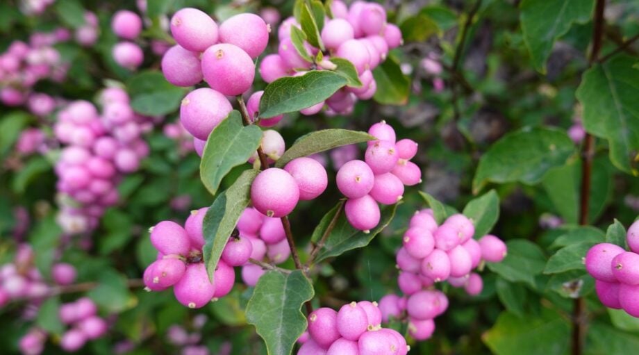 How to Plant, Grow, and Care for Coralberry Shrubs