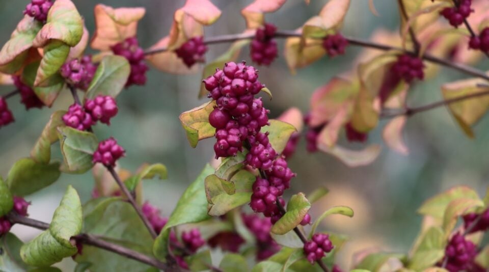 How to Plant, Grow, and Care for Coralberry Shrubs