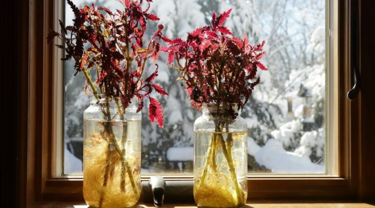 How to Propagate Coleus Plants