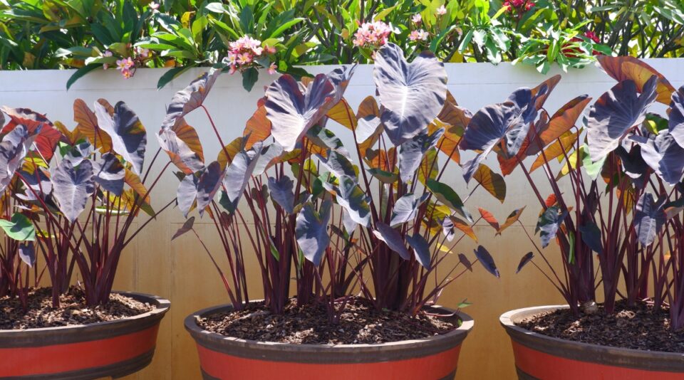 21 Moody Houseplants for an Indoor Goth Garden