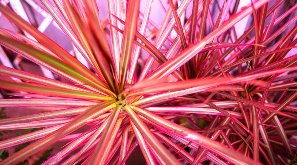 15 Pretty Pink Houseplants for Your Indoor Garden – Nature's Gateway