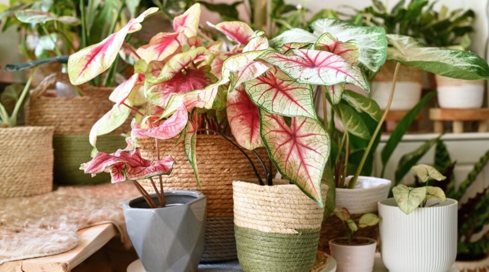 15 Pretty Pink Houseplants for Your Indoor Garden