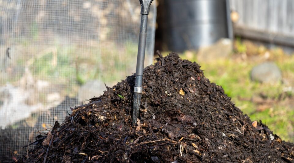 How to Plant, Grow, and Care For Culver's Root