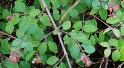 How to Plant, Grow, and Care for Coralberry Shrubs