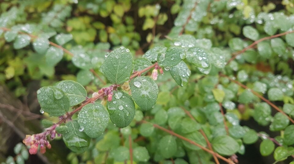 How to Plant, Grow, and Care for Coralberry Shrubs