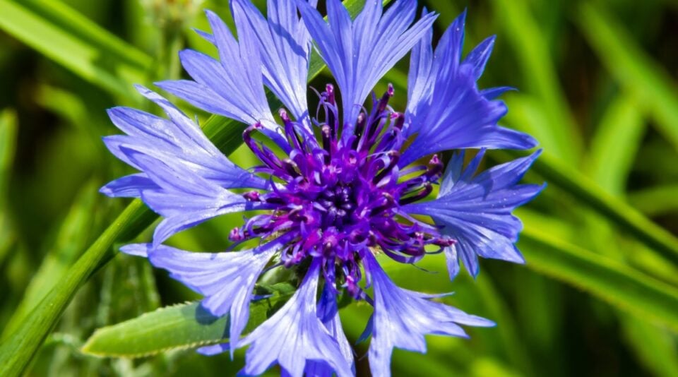 31 Best Flowers for Winter Sowing