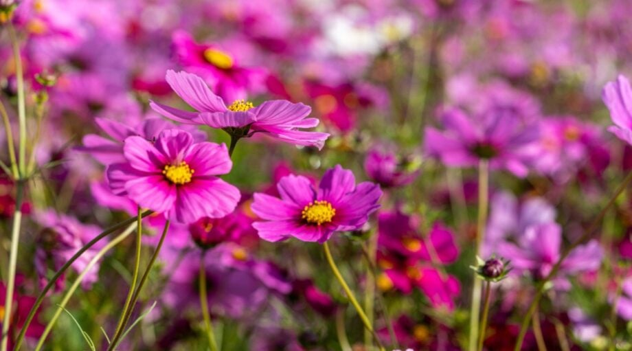 21 Beautiful Summer-Blooming Flowers for Cutting Gardens