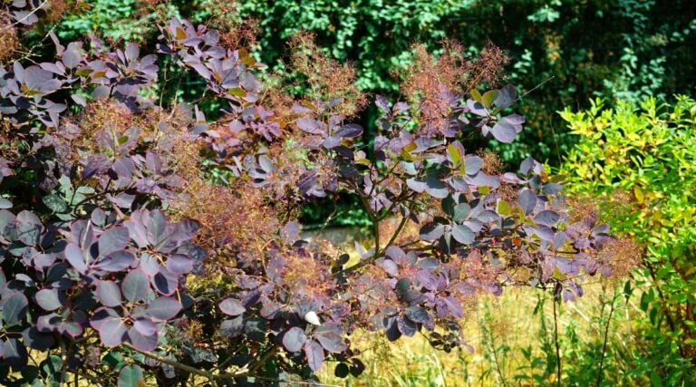 13 Best Fire-Resistant Trees for a Defensible Landscape