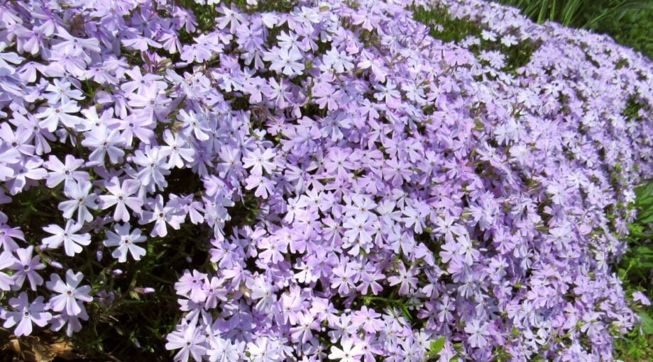 17 Beautiful Ground Covers for Shade